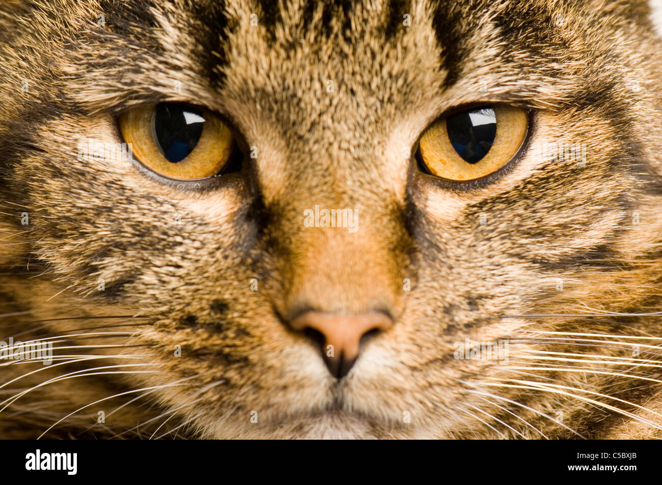 Chat alerte Banque de photographies et d’images à haute résolution - Alamy