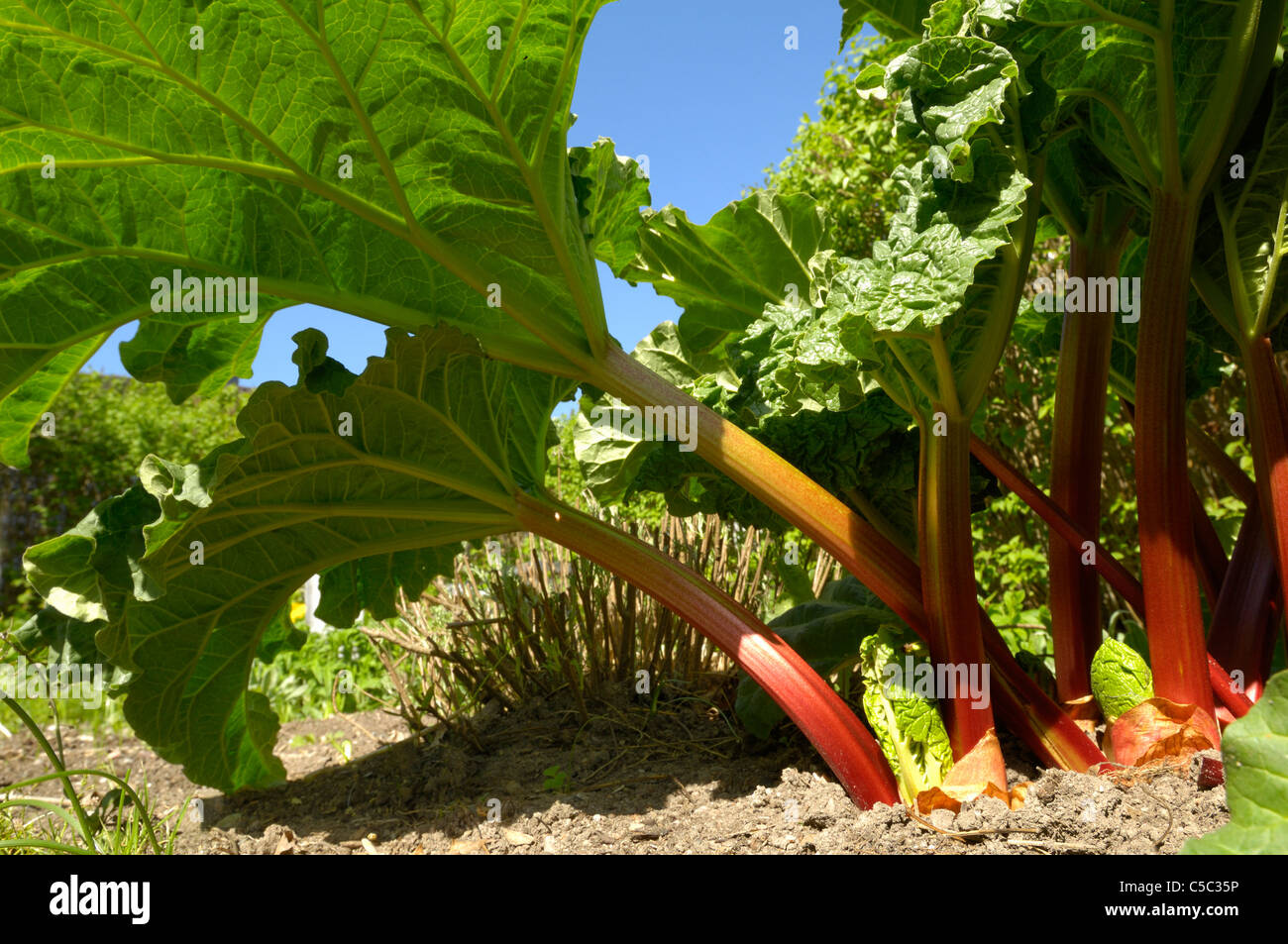 Plante de rhubarbe Banque de photographies et d’images à haute ...