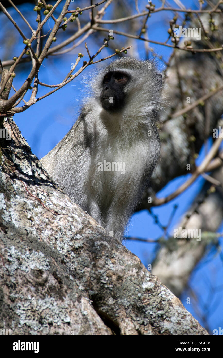 Singe dans l'arbre Banque de photographies et d’images à haute ...