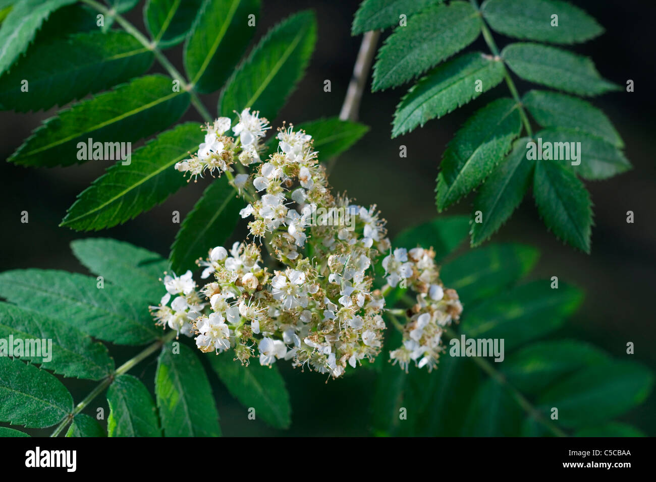 Sorbus aucuparia Banque de photographies et d’images à haute résolution ...