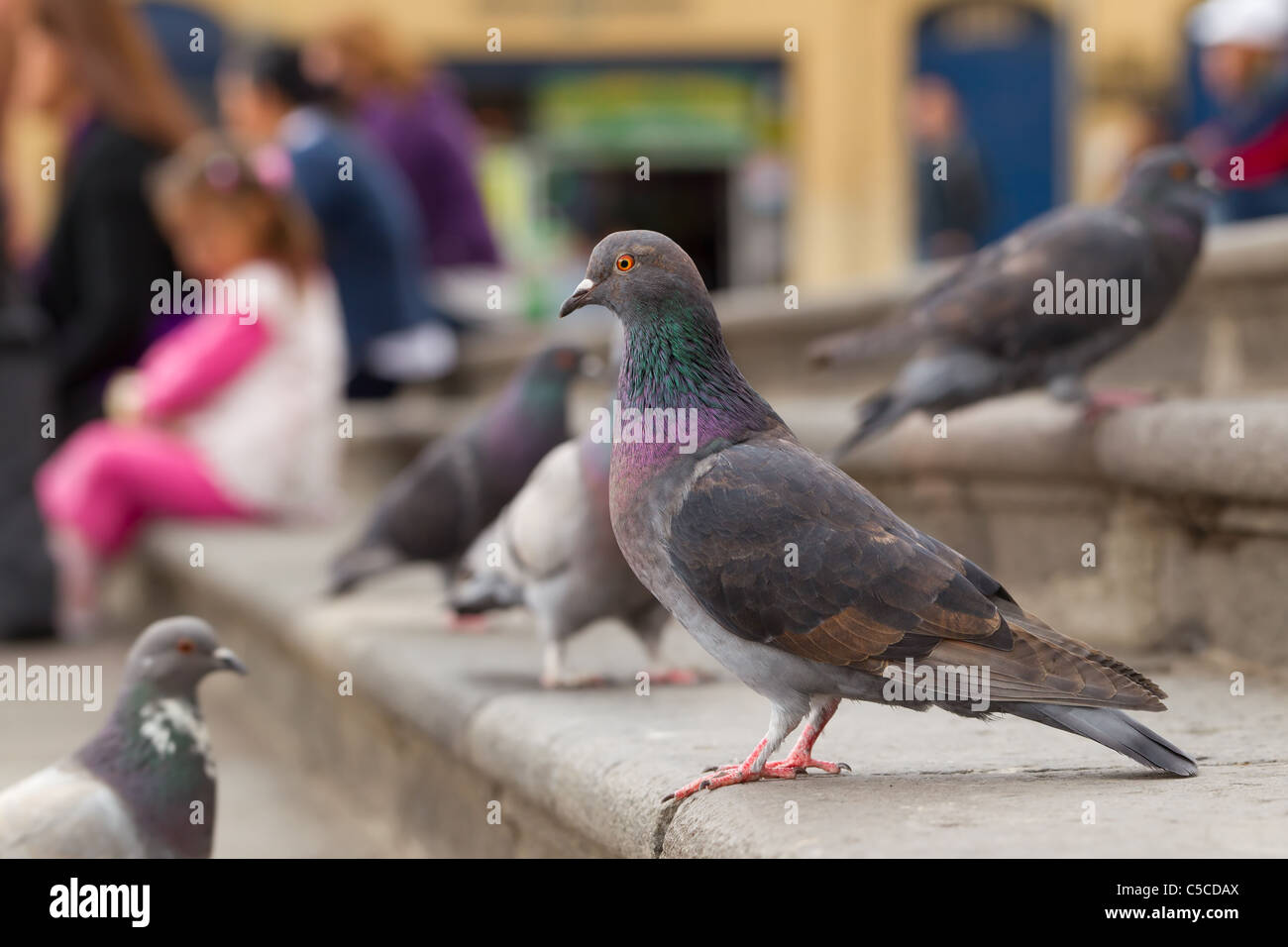 Pigeons assis sur des rochers Banque de photographies et d’images à ...
