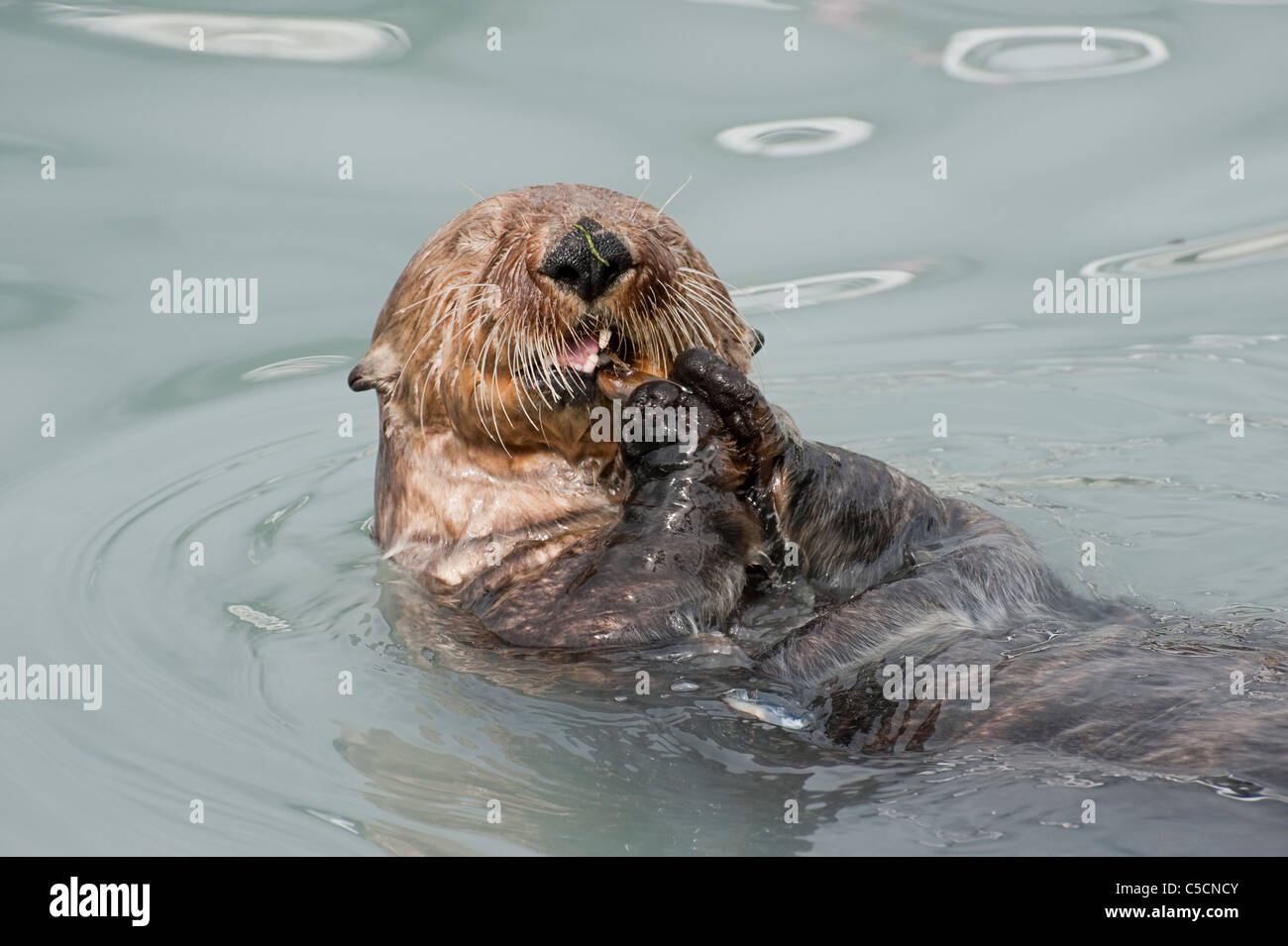 Loutre de mer, Enhydra lutris ( Espèce en voie de disparition ), manger ...