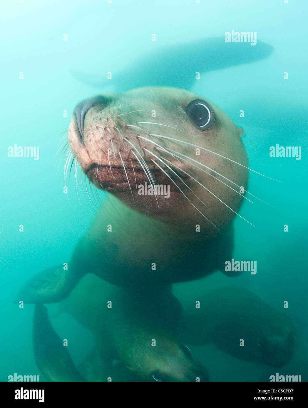 Steller sea lion Banque de photographies et d’images à haute résolution ...