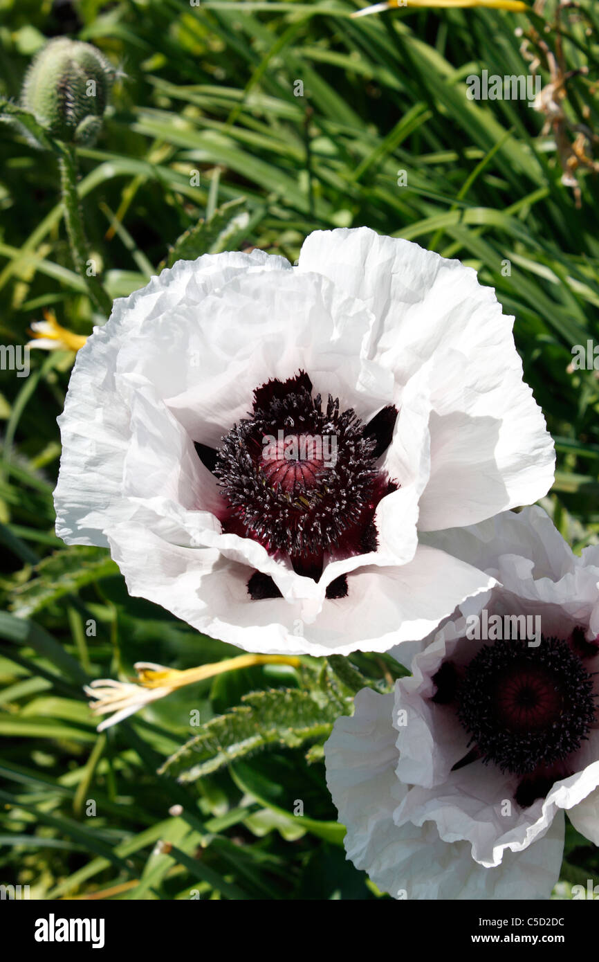 Coquelicot blanc Banque de photographies et d’images à haute résolution ...