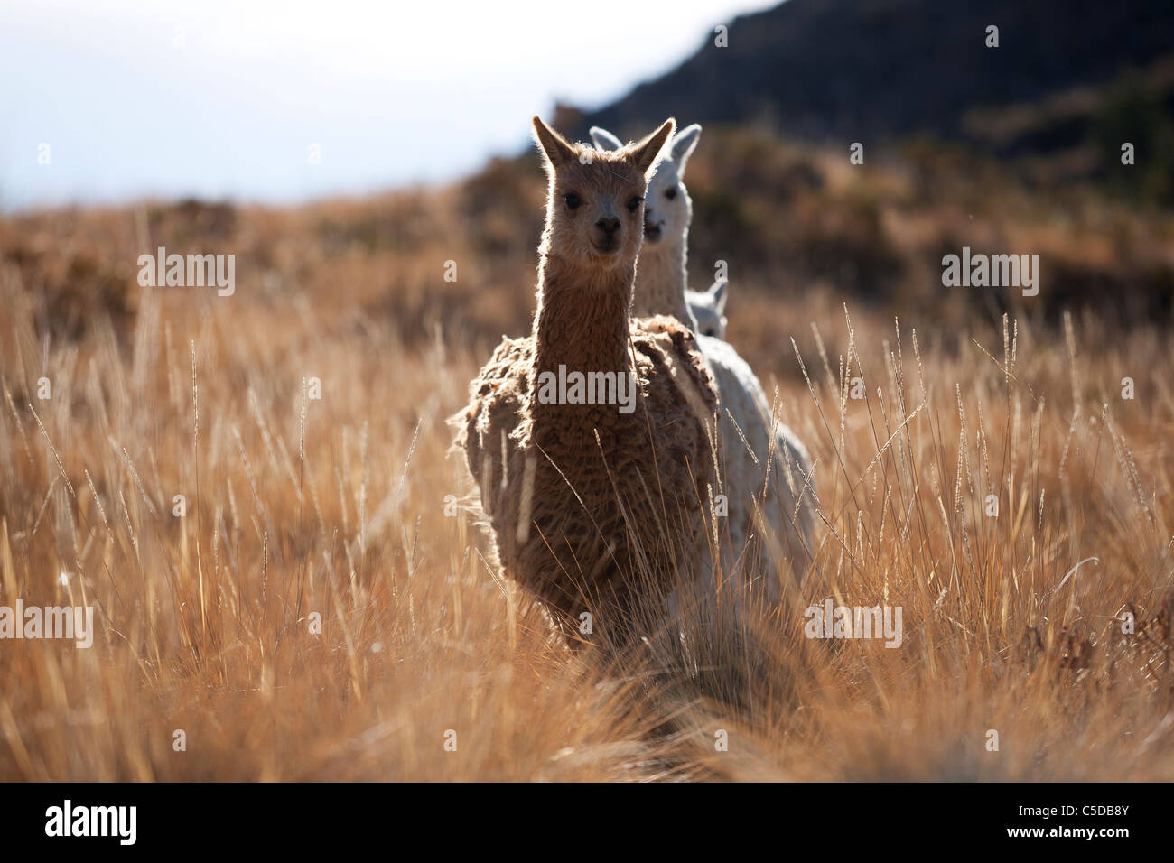 Suasi island Banque de photographies et d’images à haute résolution - Alamy