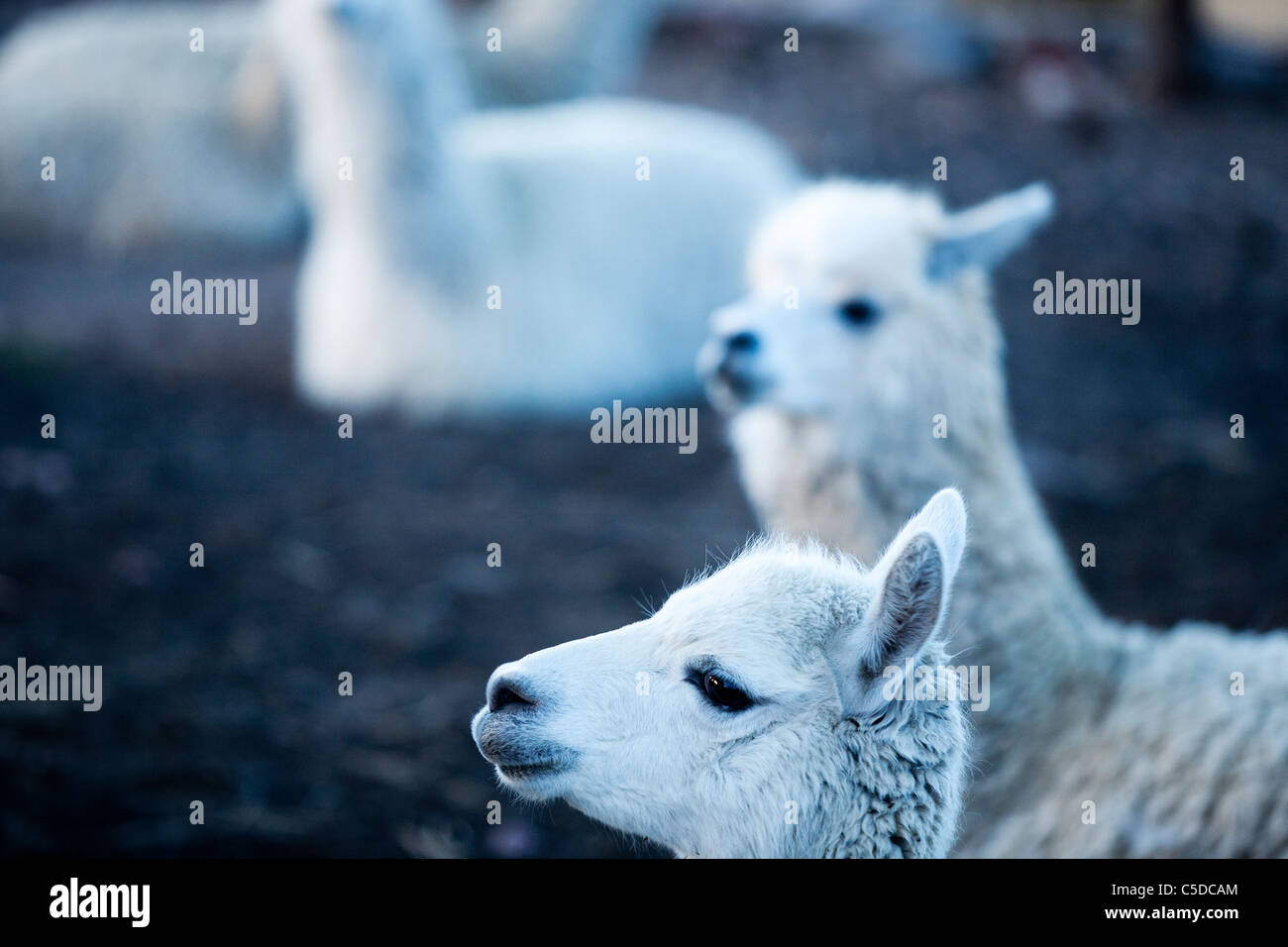 Suasi island Banque de photographies et d’images à haute résolution - Alamy