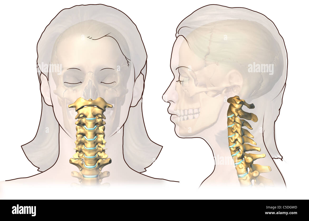 Cervical vertebra c3 Banque de photographies et d’images à haute ...