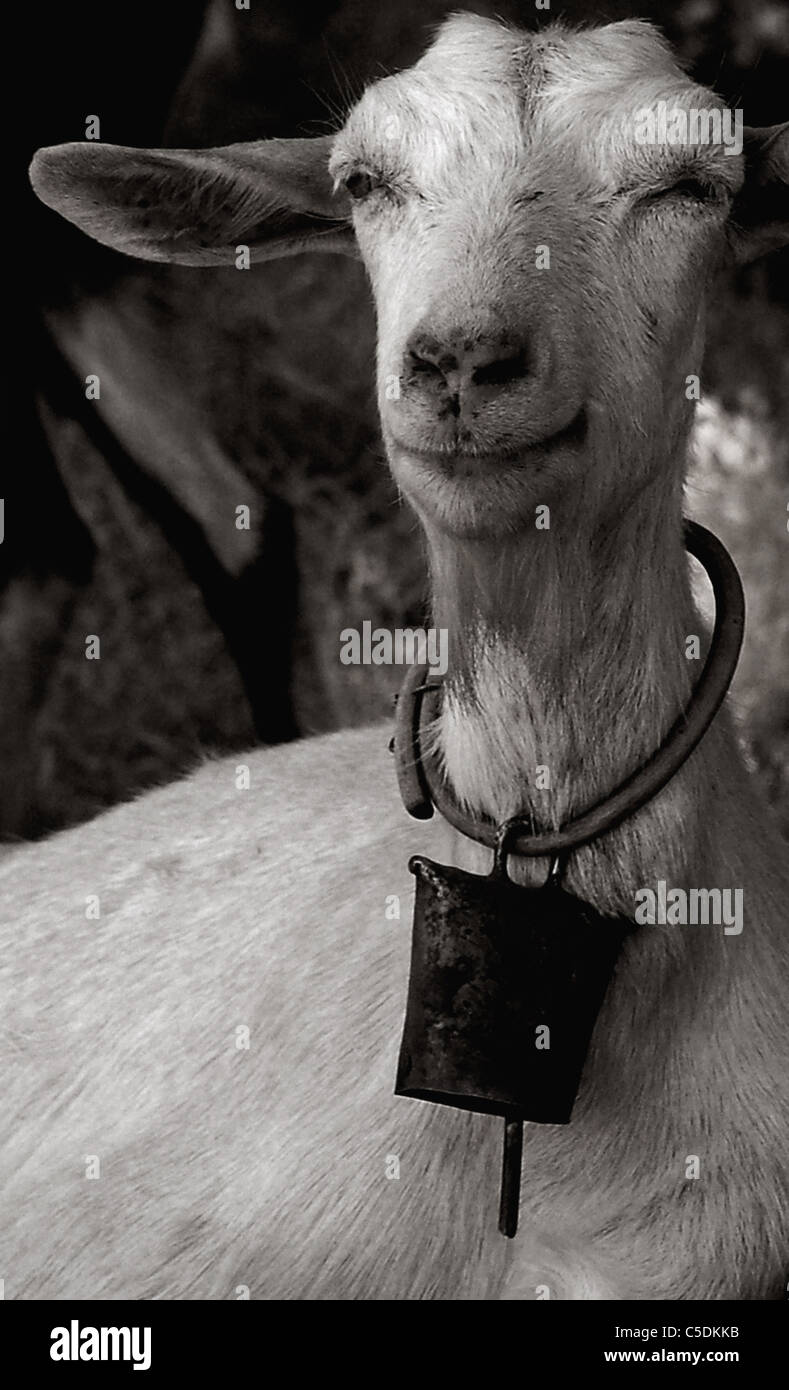 Goat face Banque de photographies et d’images à haute résolution - Alamy