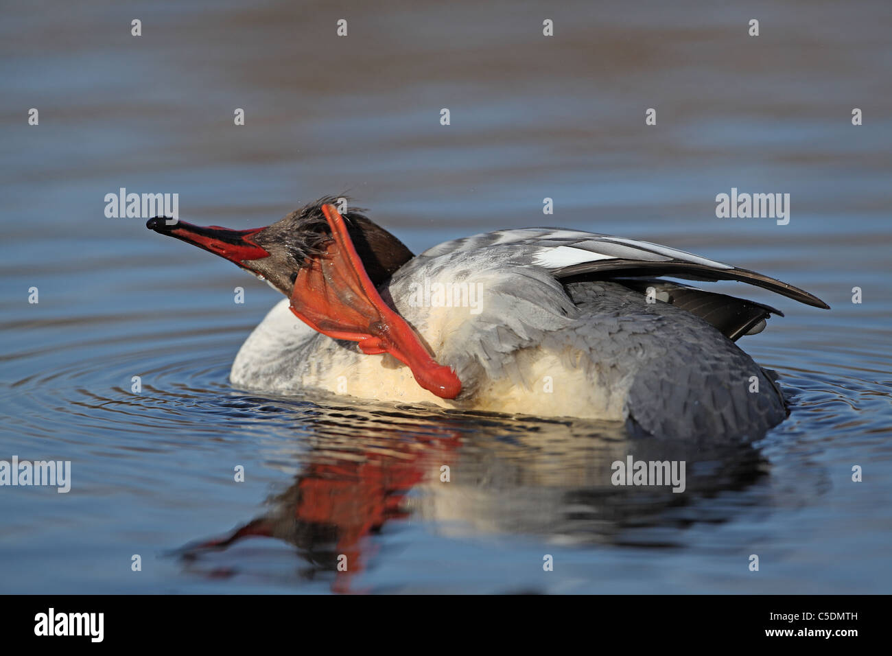 Harle bièvre (grand harle), Mergus merganser, au lissage avec pied ...