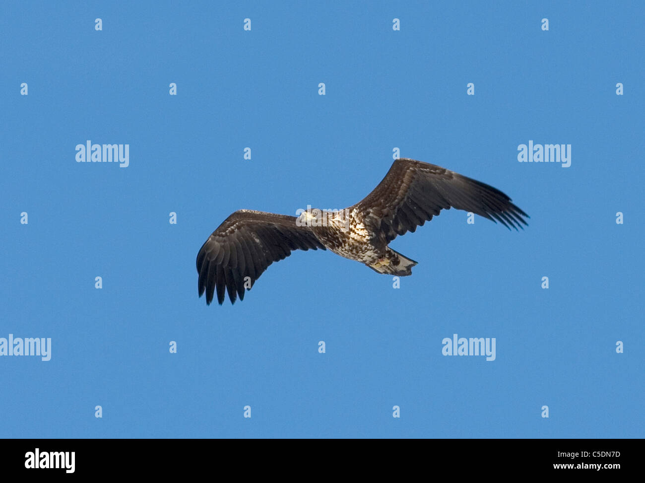 Ailes d'aigle déployées Banque d'image et photos - Alamy