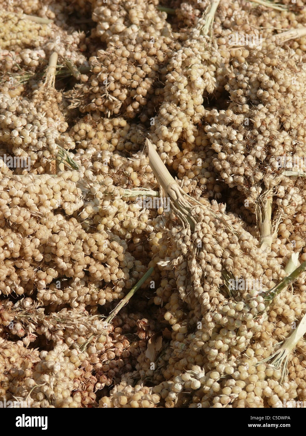 Culture de sorgho saine Banque de photographies et d’images à haute ...