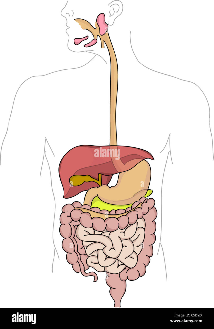 Système digestif humain Banque de photographies et d’images à haute ...