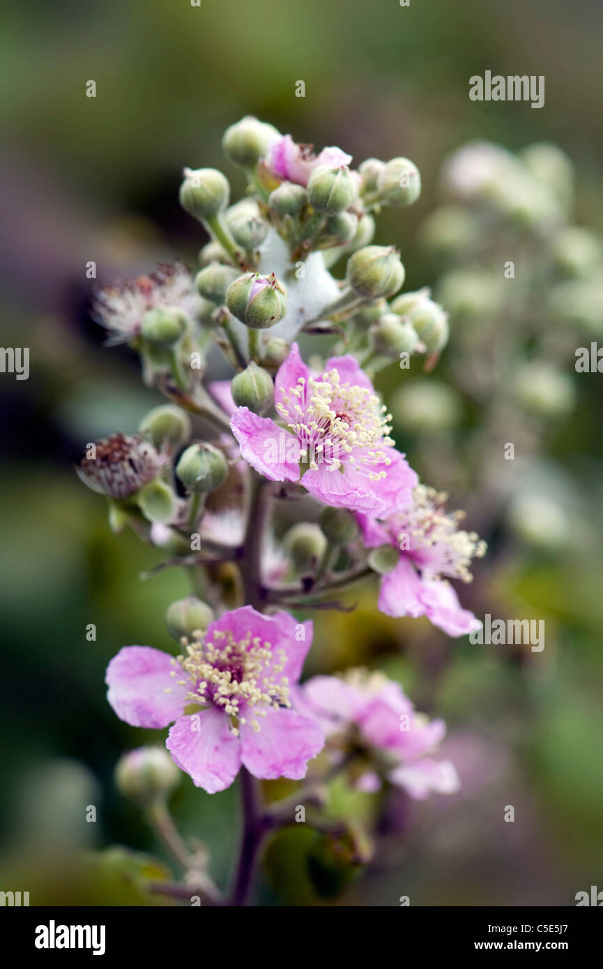 Fleur de rubus Banque de photographies et d’images à haute résolution ...