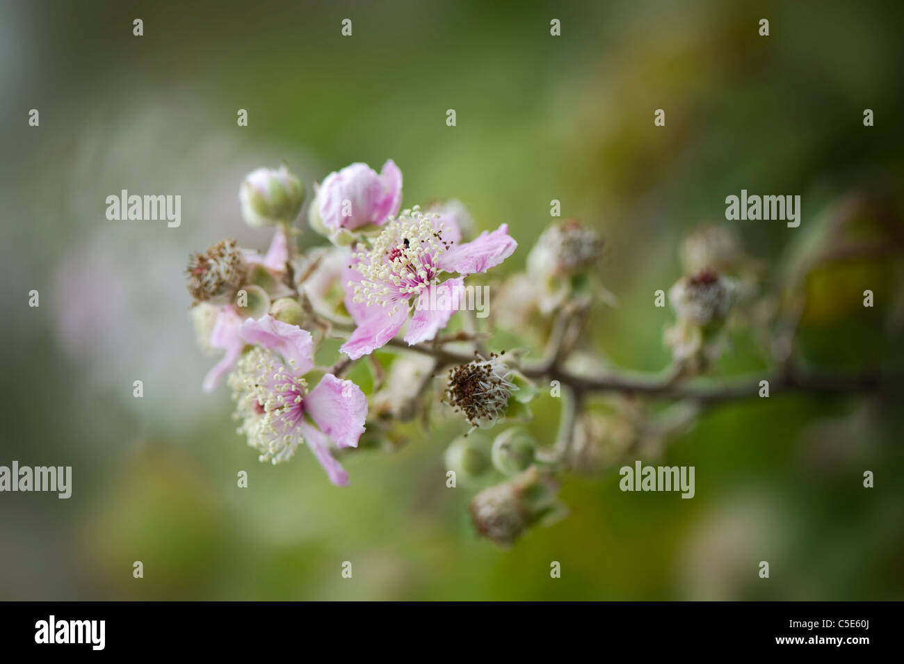 Haie de fleurs de ronce Banque de photographies et d’images à haute ...