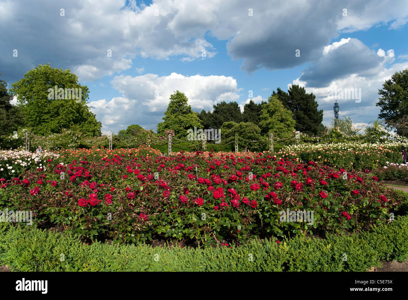 Queen Mary's Rose Garden Banque d'image et photos - Alamy