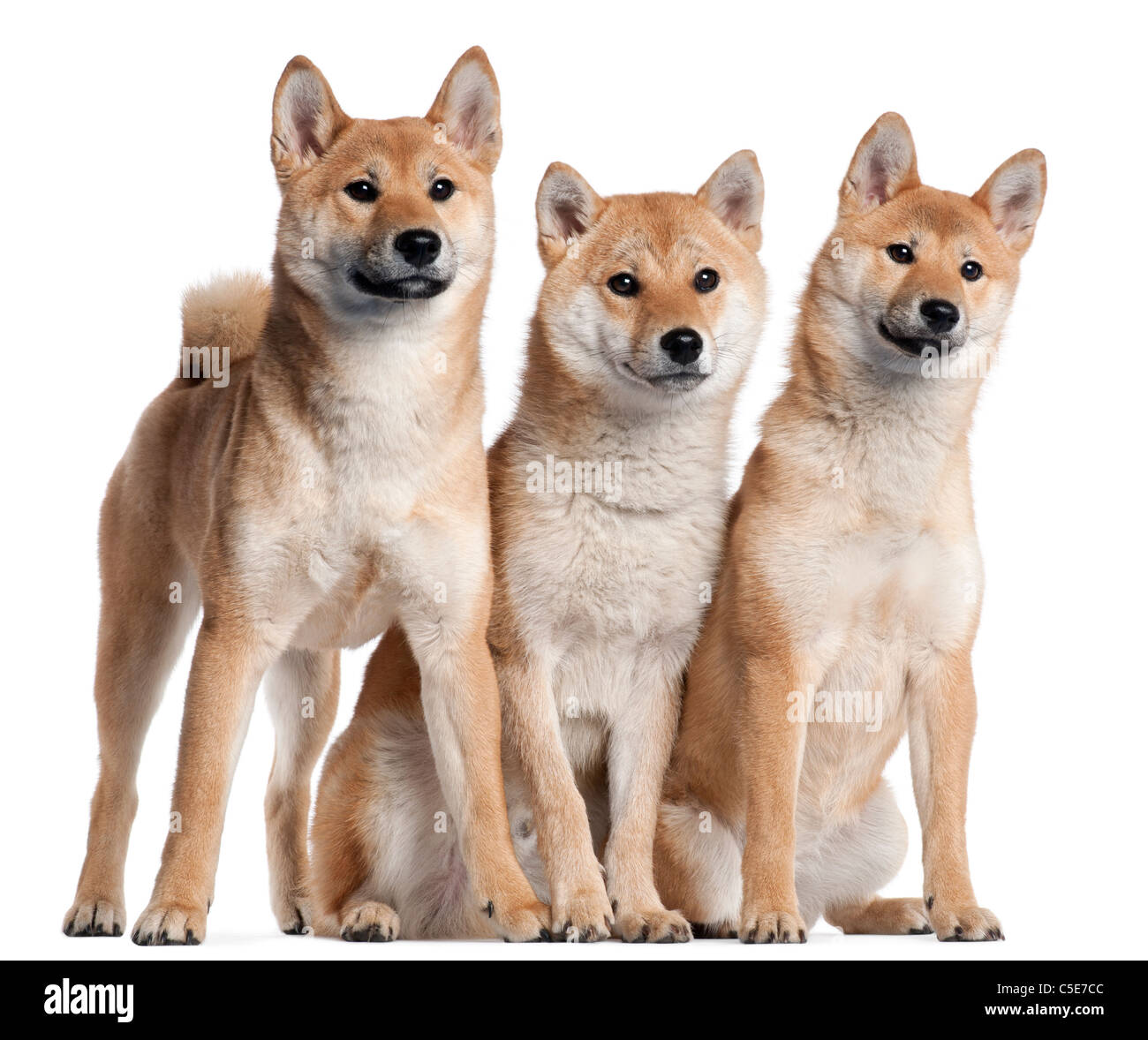 Chiot shiba inu Banque de photographies et d’images à haute résolution ...