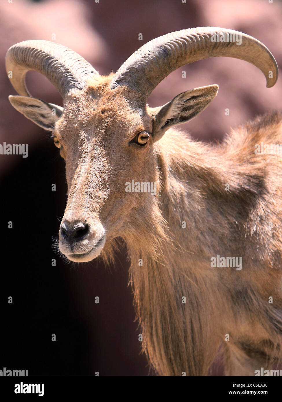 Yeux de cerf Banque de photographies et d’images à haute résolution - Alamy
