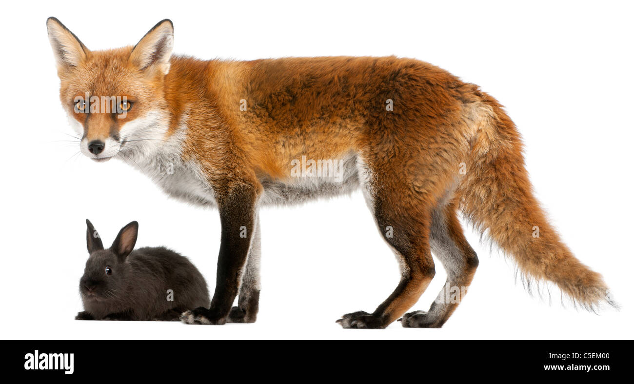 Renard et lapin Banque de photographies et d’images à haute résolution ...