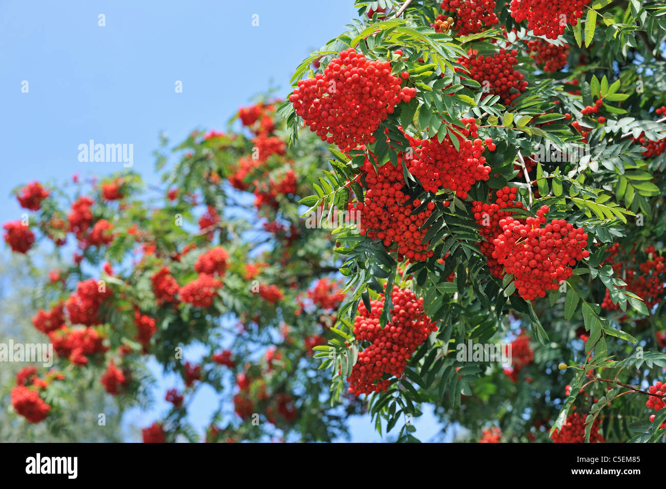 Sorbus aucuparia en automne Banque de photographies et d’images à haute ...