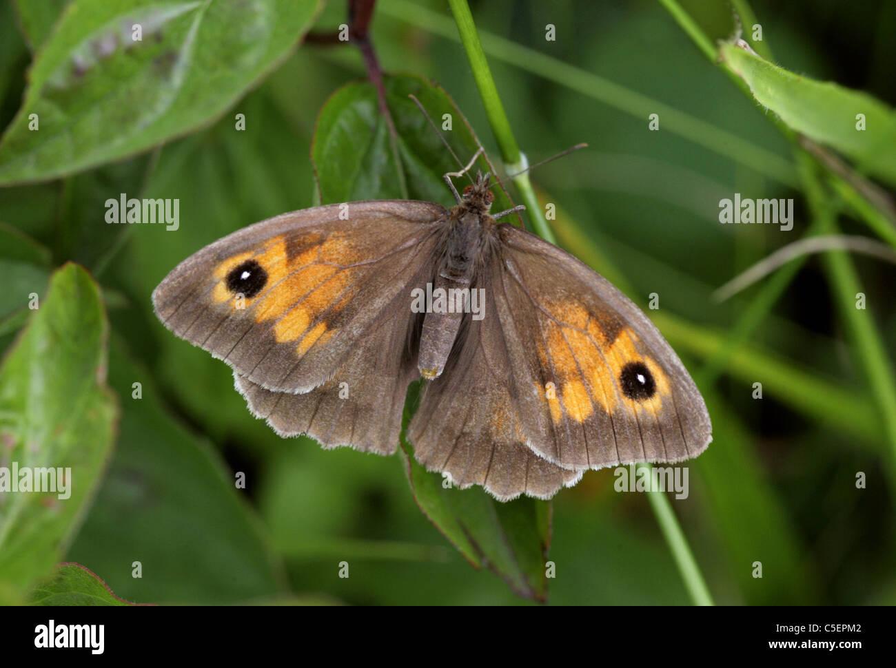 Insecte Volant Brun Banque d'image et photos - Alamy