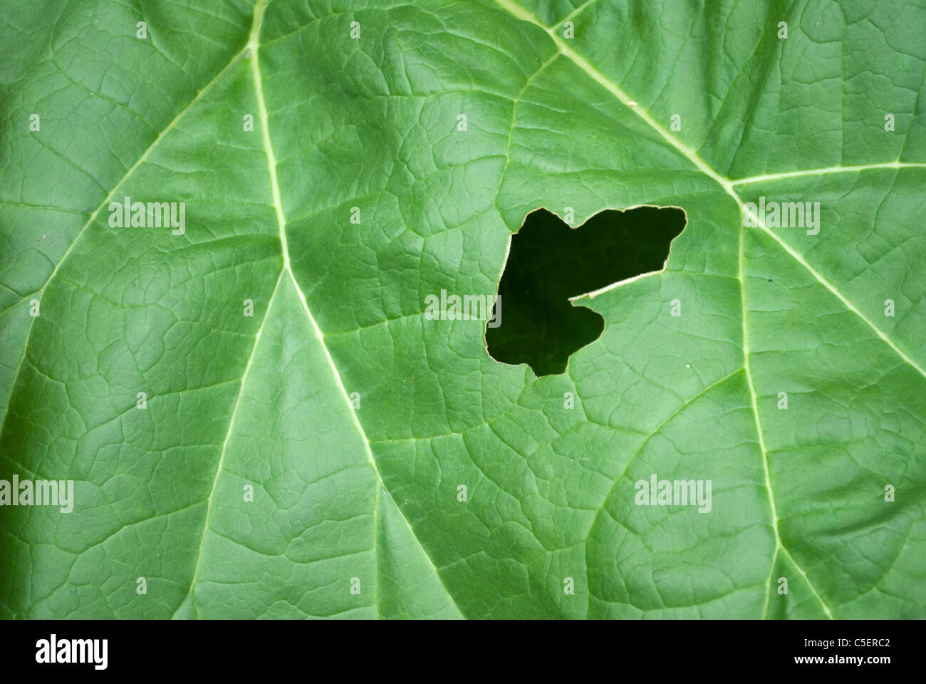 Trou dans la feuille de rhubarbe Photo Stock - Alamy