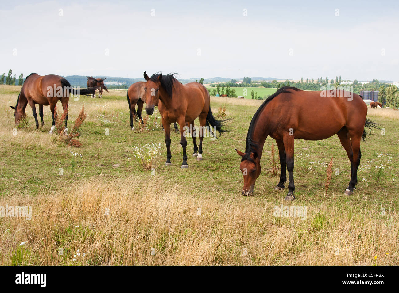 Chevaux sur un champ Banque de photographies et d’images à haute ...