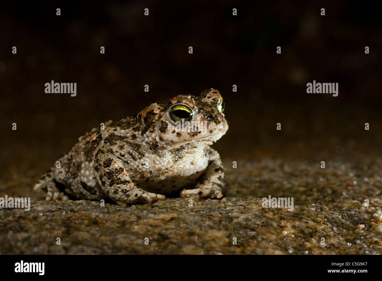 Crapaud de natterjack Banque de photographies et d’images à haute ...