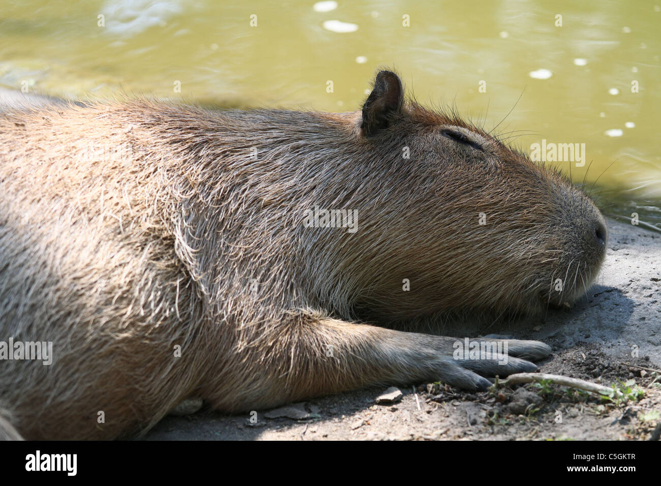 Animal qui dort Banque de photographies et d’images à haute résolution ...