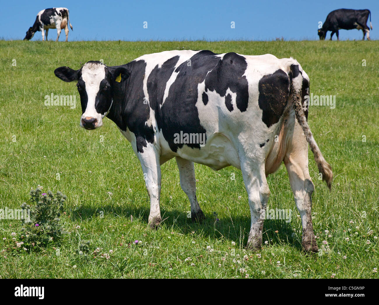 Friesian cattle Banque de photographies et d’images à haute résolution ...