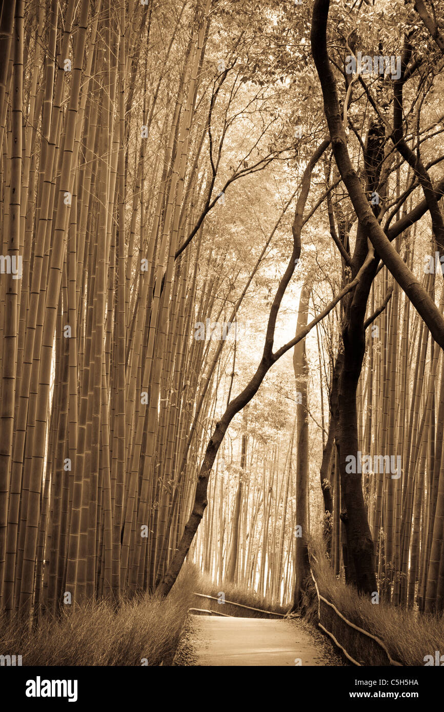 Sepia forest Banque de photographies et d’images à haute résolution - Alamy