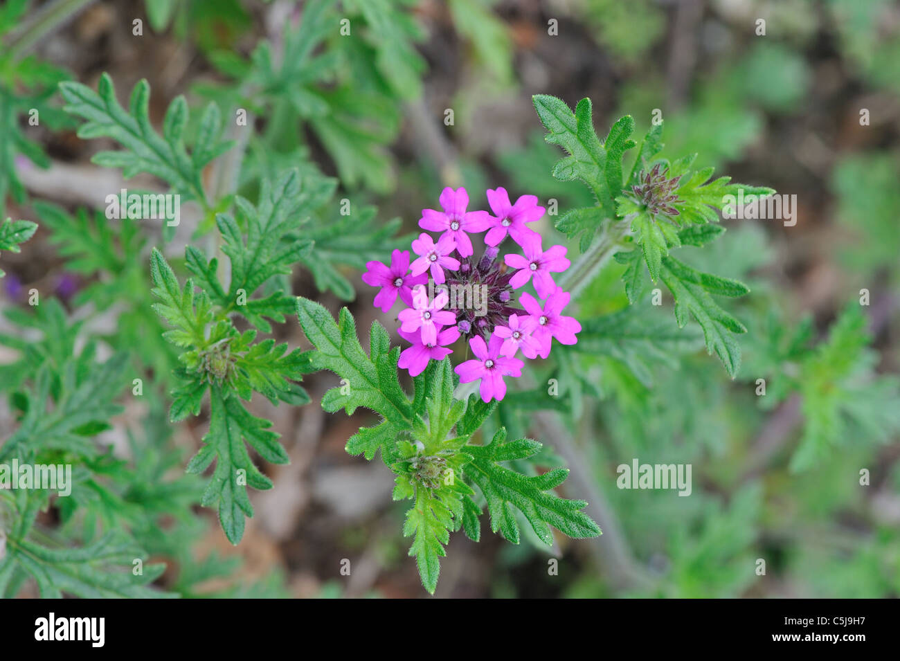 Plante de verveine Banque de photographies et d’images à haute ...