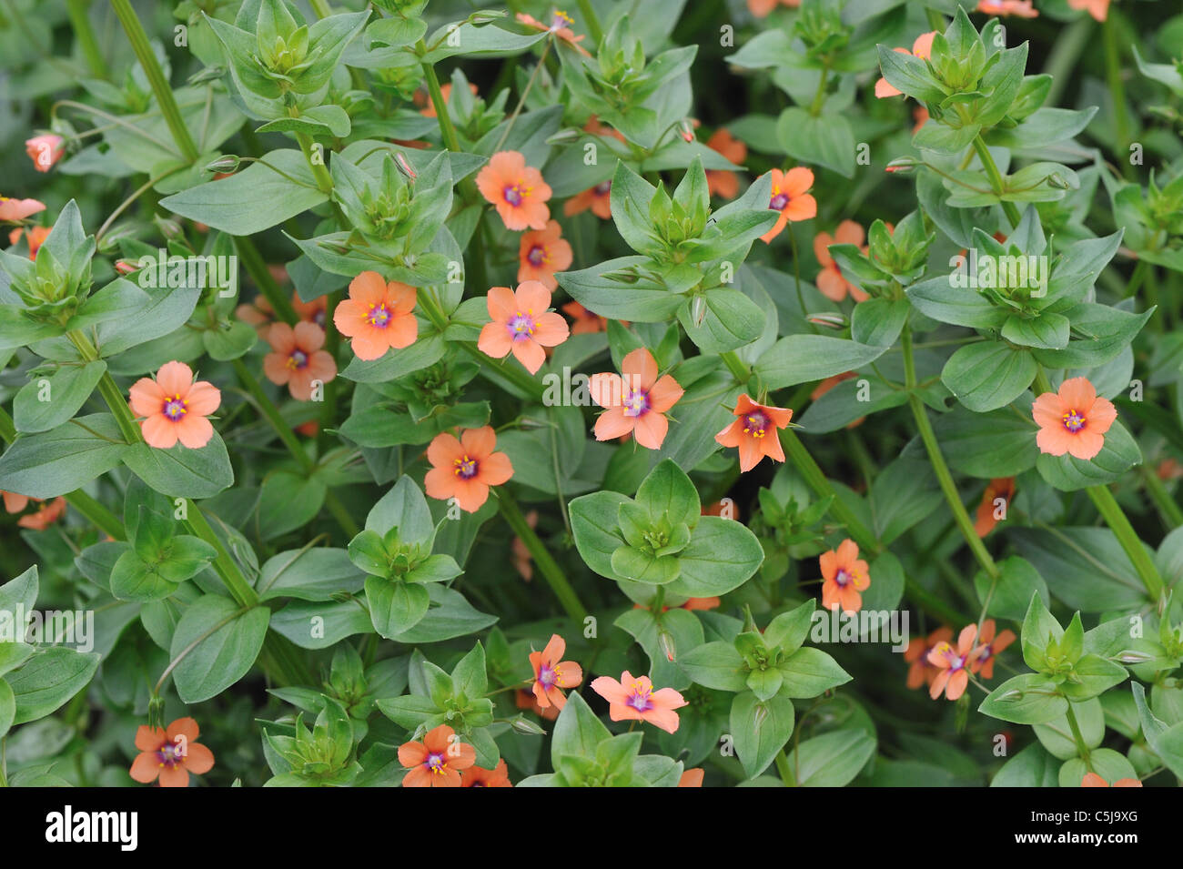 Mouron rouge mouron rouge - Rouge - le mouron des oiseaux (Anagallis ...