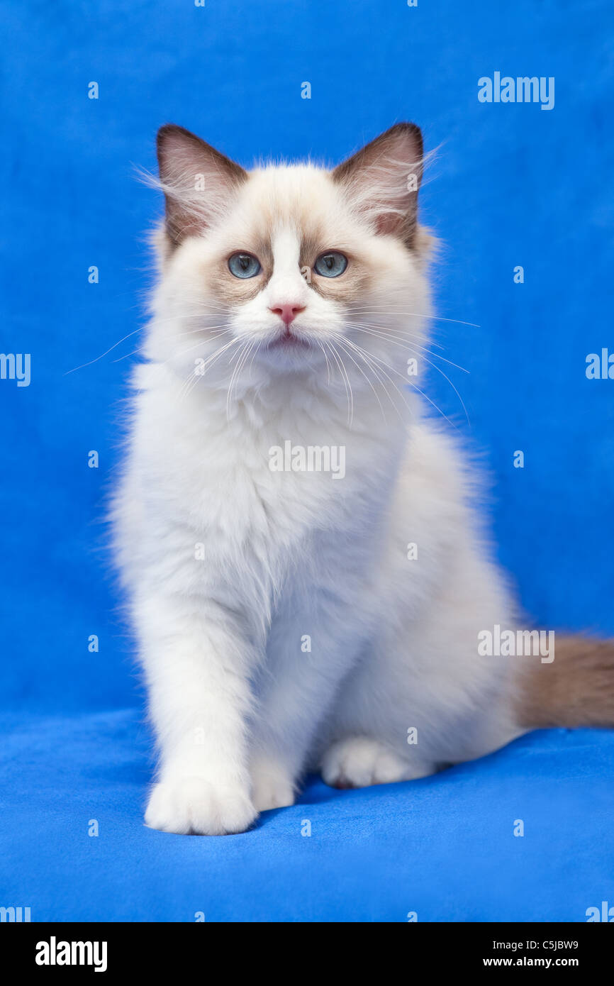 Beaux chatons Banque de photographies et d’images à haute résolution - Alamy