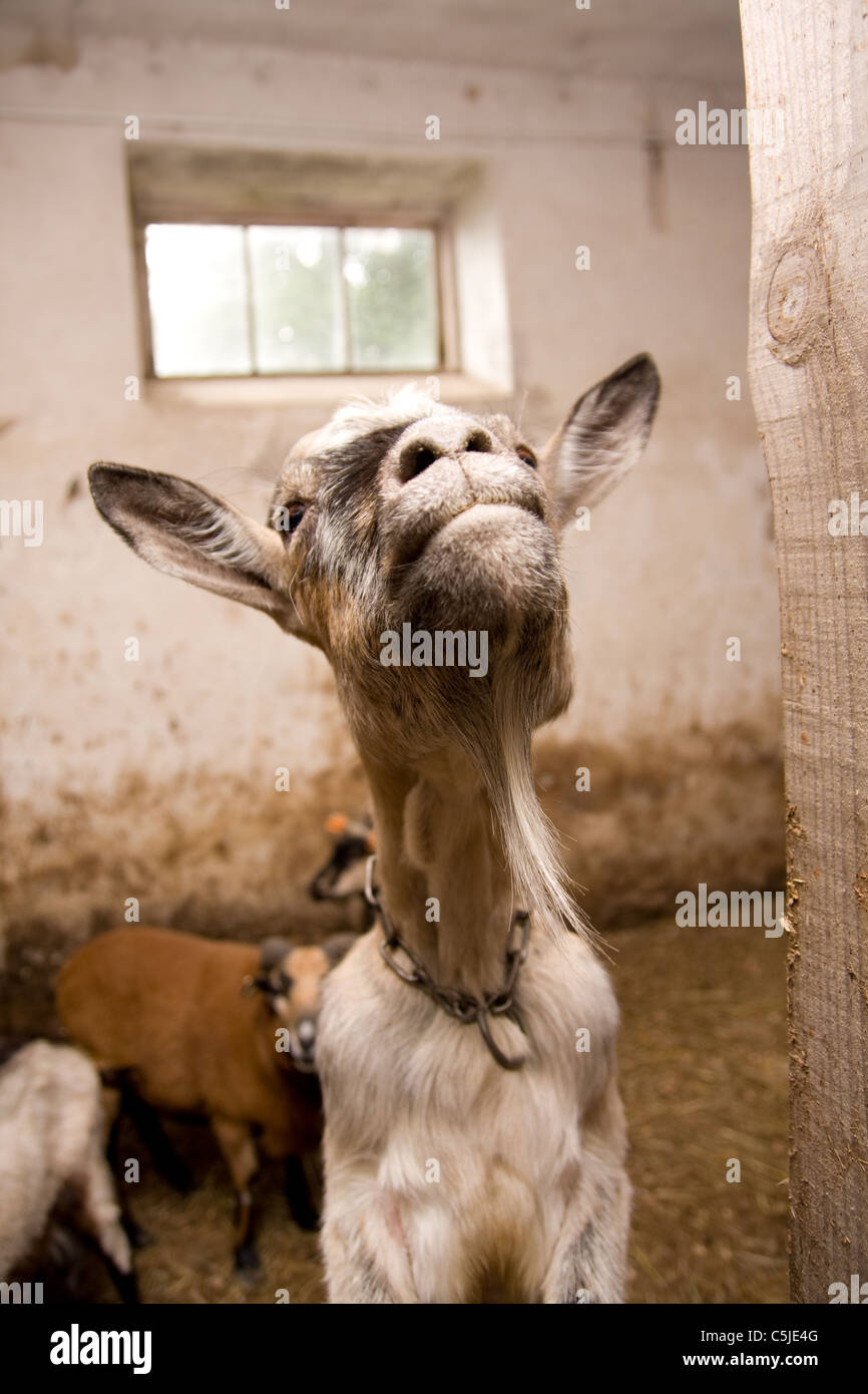 Chèvre drôle Banque de photographies et d’images à haute résolution - Alamy