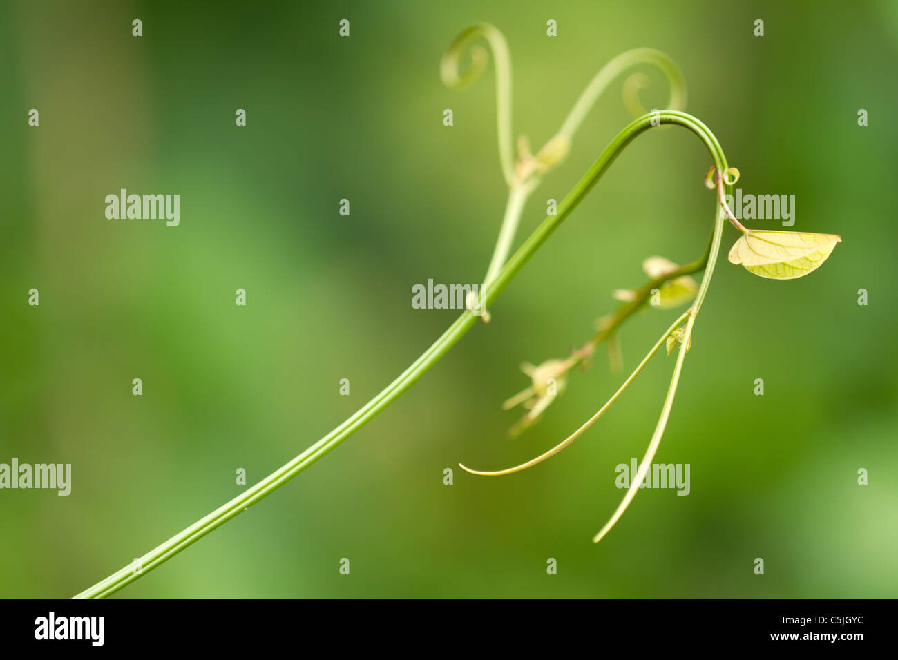 Plante Grimpante Tropicale Banque d'image et photos - Alamy