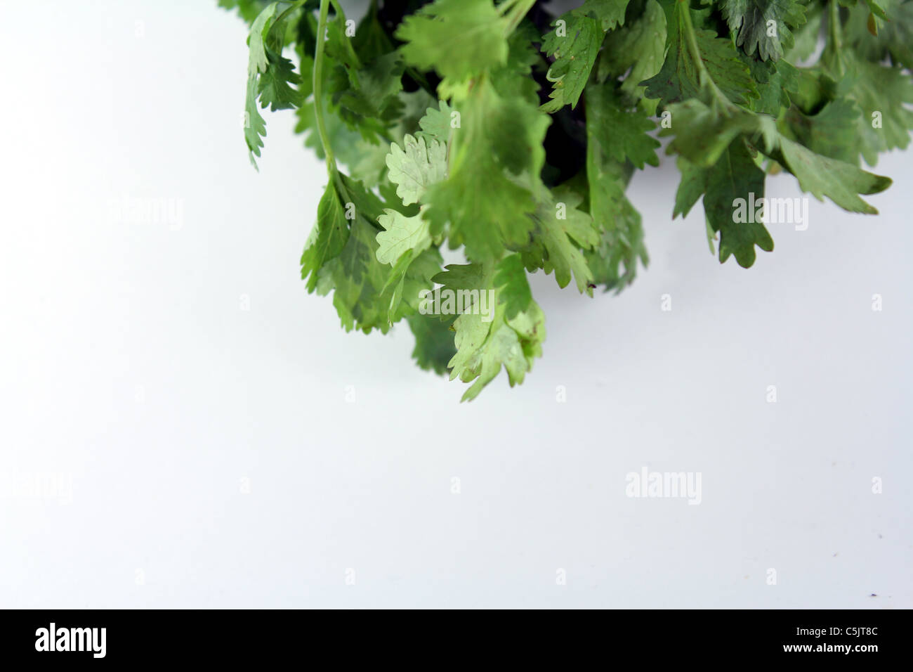 Feuilles de coriandre Banque de photographies et d’images à haute ...