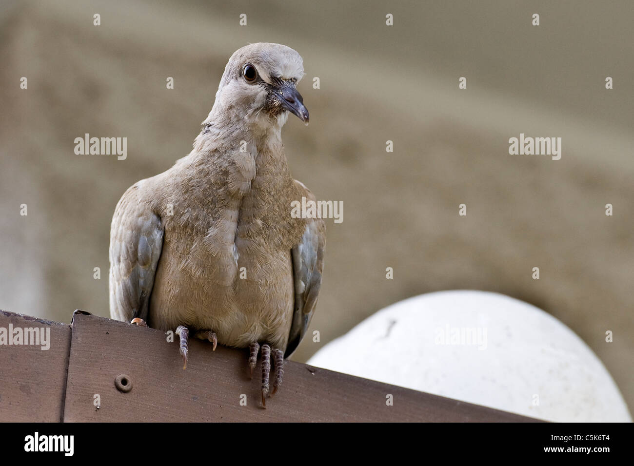 Colombe sauvage Banque de photographies et d’images à haute résolution ...