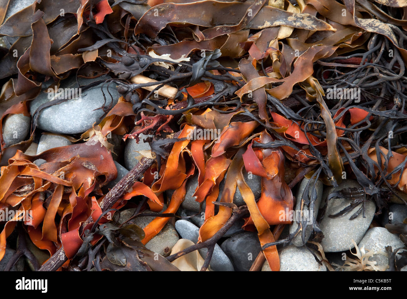 Kelp sucre sur la plage Banque de photographies et d’images à haute ...