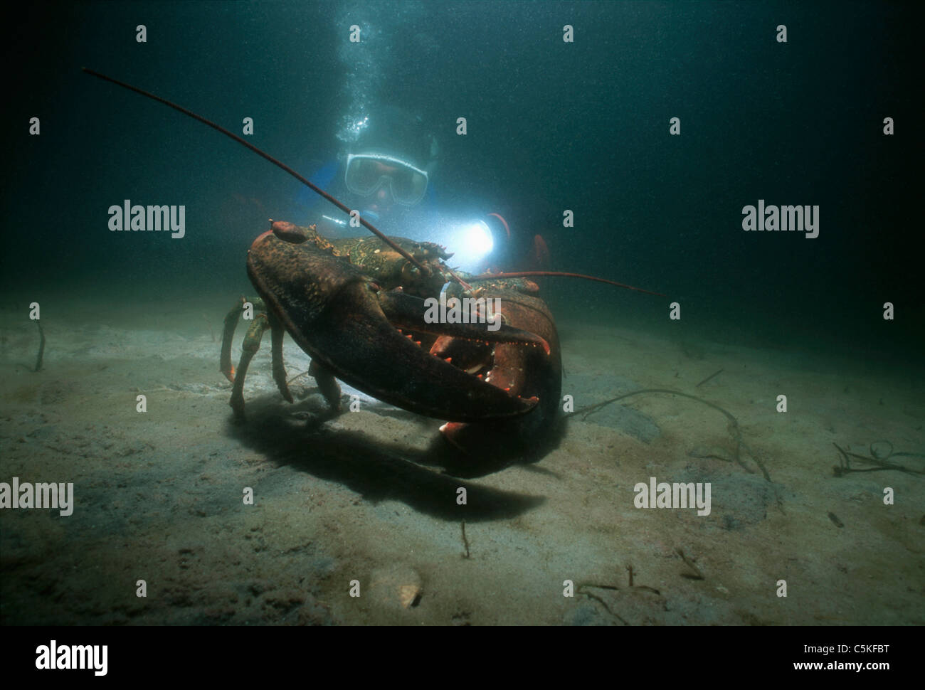 Giant spiny lobster Banque de photographies et d’images à haute ...