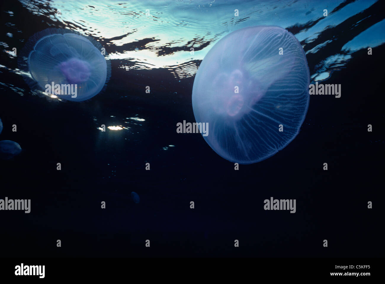 Face inférieure d'une méduse de lune (Aurelia aurita) montrant les ...
