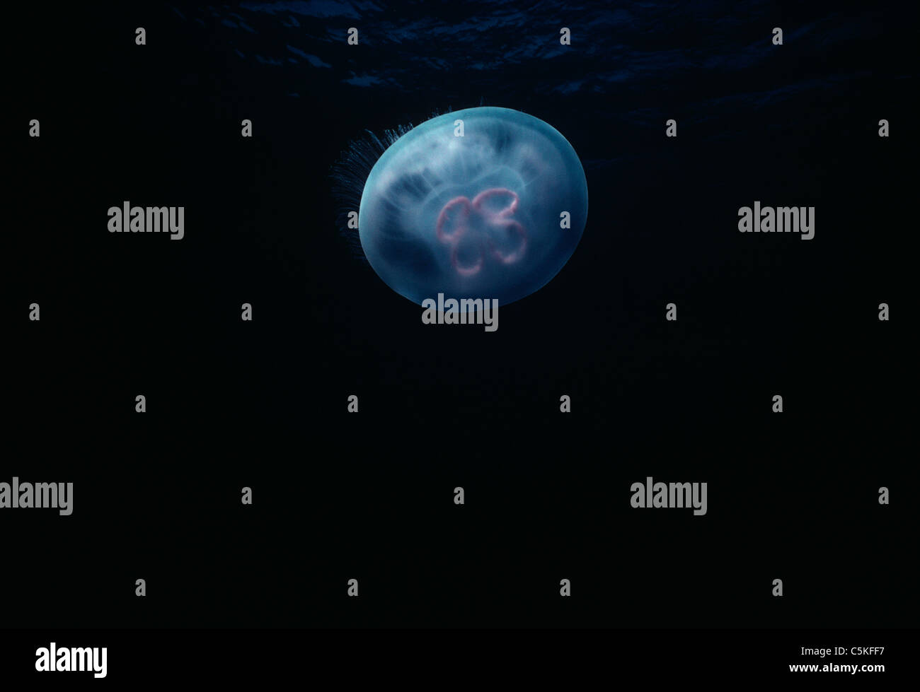 Face inférieure d'une méduse de lune (Aurelia aurita) montrant les ...