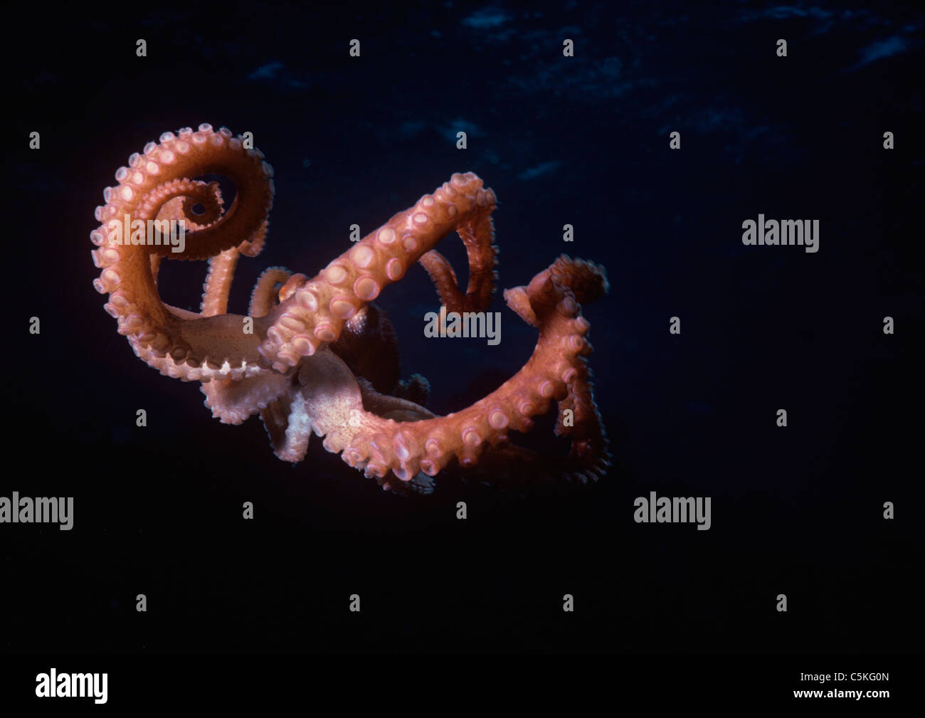 Octopus Octopus Long-Armed (Macropus). L'Egypte, Mer Rouge Photo Stock ...
