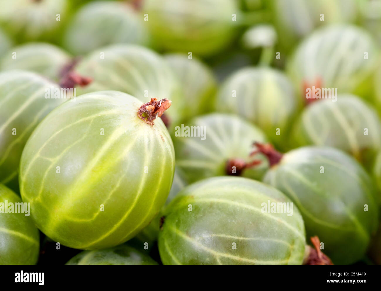 Groseille à maquereau Banque de photographies et d’images à haute ...