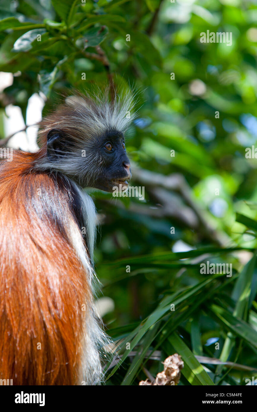 Singe colobus rouge de zanzibar Banque de photographies et d’images à ...