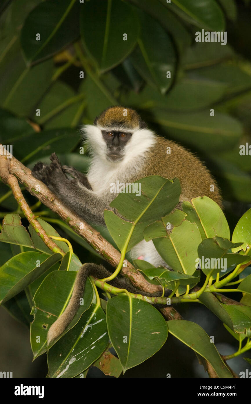 Singe grivet Banque de photographies et d’images à haute résolution - Alamy