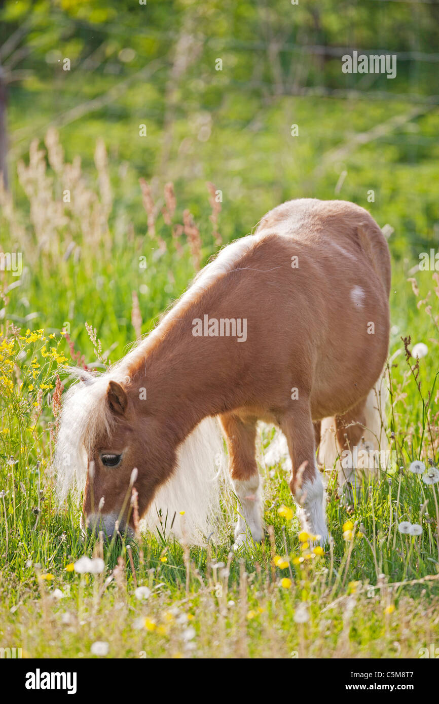 Falabella poneys Banque de photographies et d’images à haute résolution ...