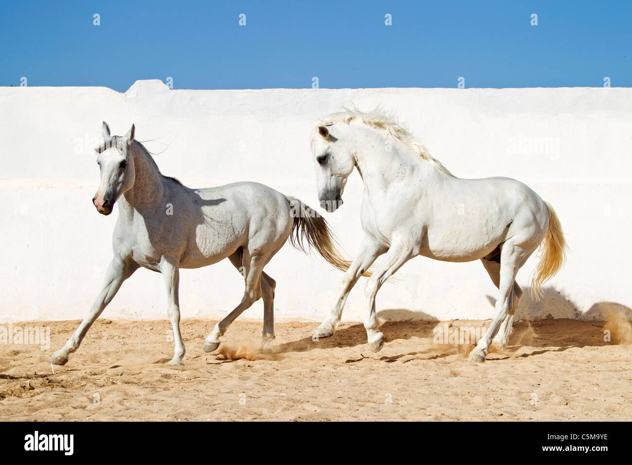 Barb horse galloping sand Banque de photographies et d’images à haute ...