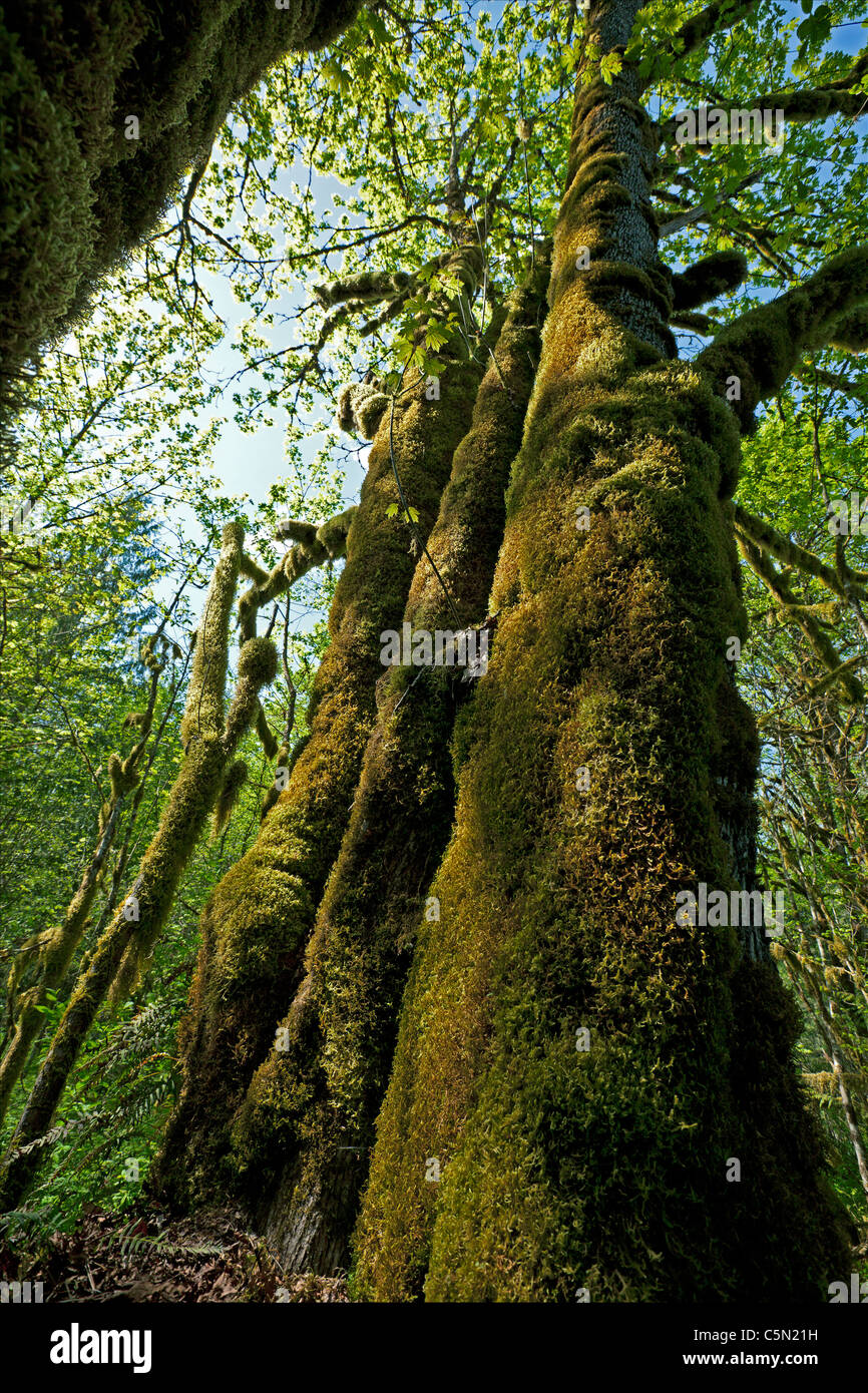 Forêt vierge forêt vierge Banque de photographies et d’images à haute ...