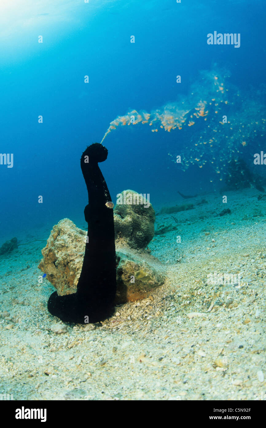La reproduction de l'holothurie Holothuria leucospilota Oeufs, ist ...