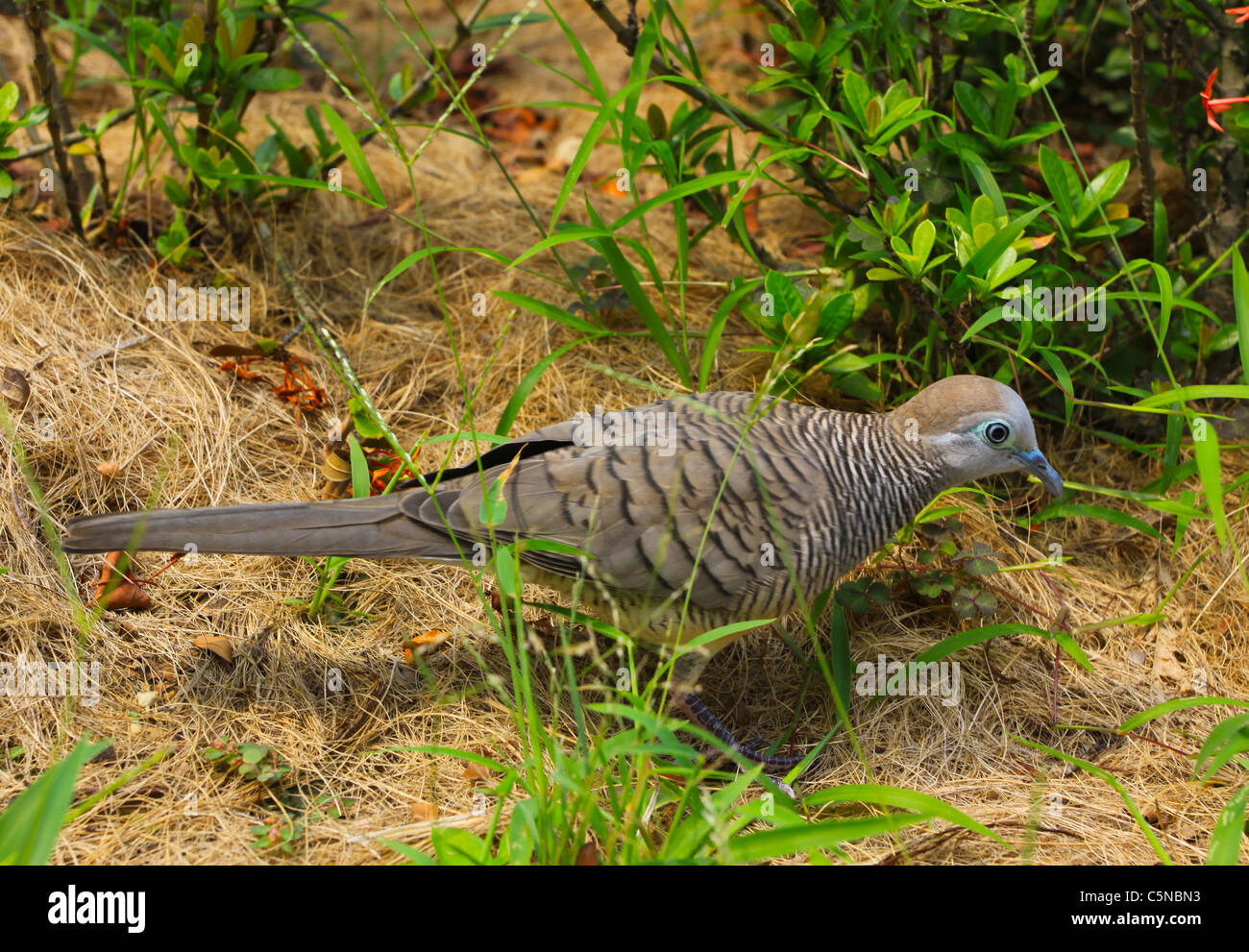 Geopelia striata Banque de photographies et d’images à haute résolution ...